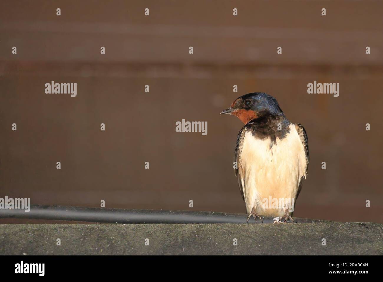 Chimney swallow hi-res stock photography and images - Alamy