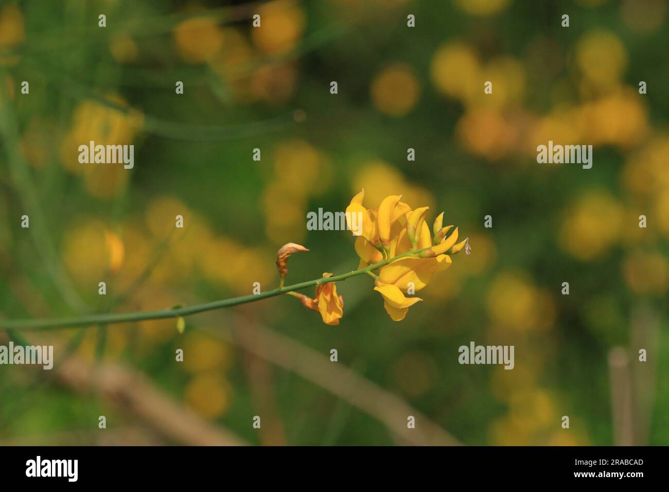Broom flower hi-res stock photography and images - Alamy