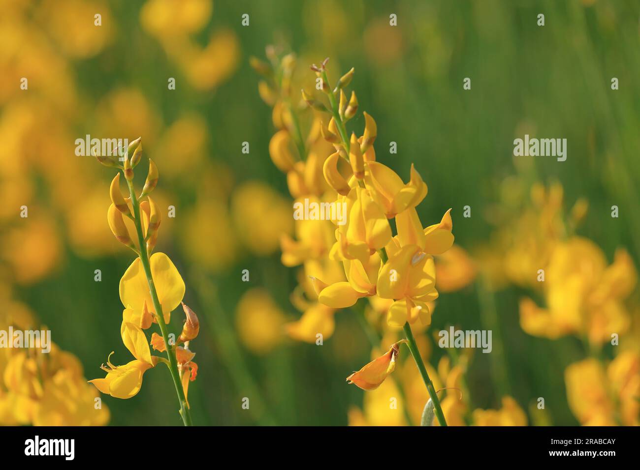 Broom flower hi-res stock photography and images - Alamy