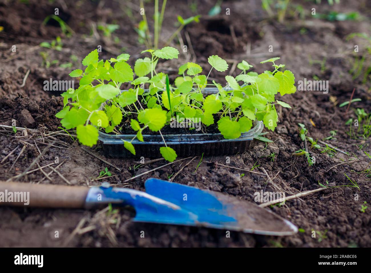 Transplanting foxglove seedlings into soil in summer garden using ...