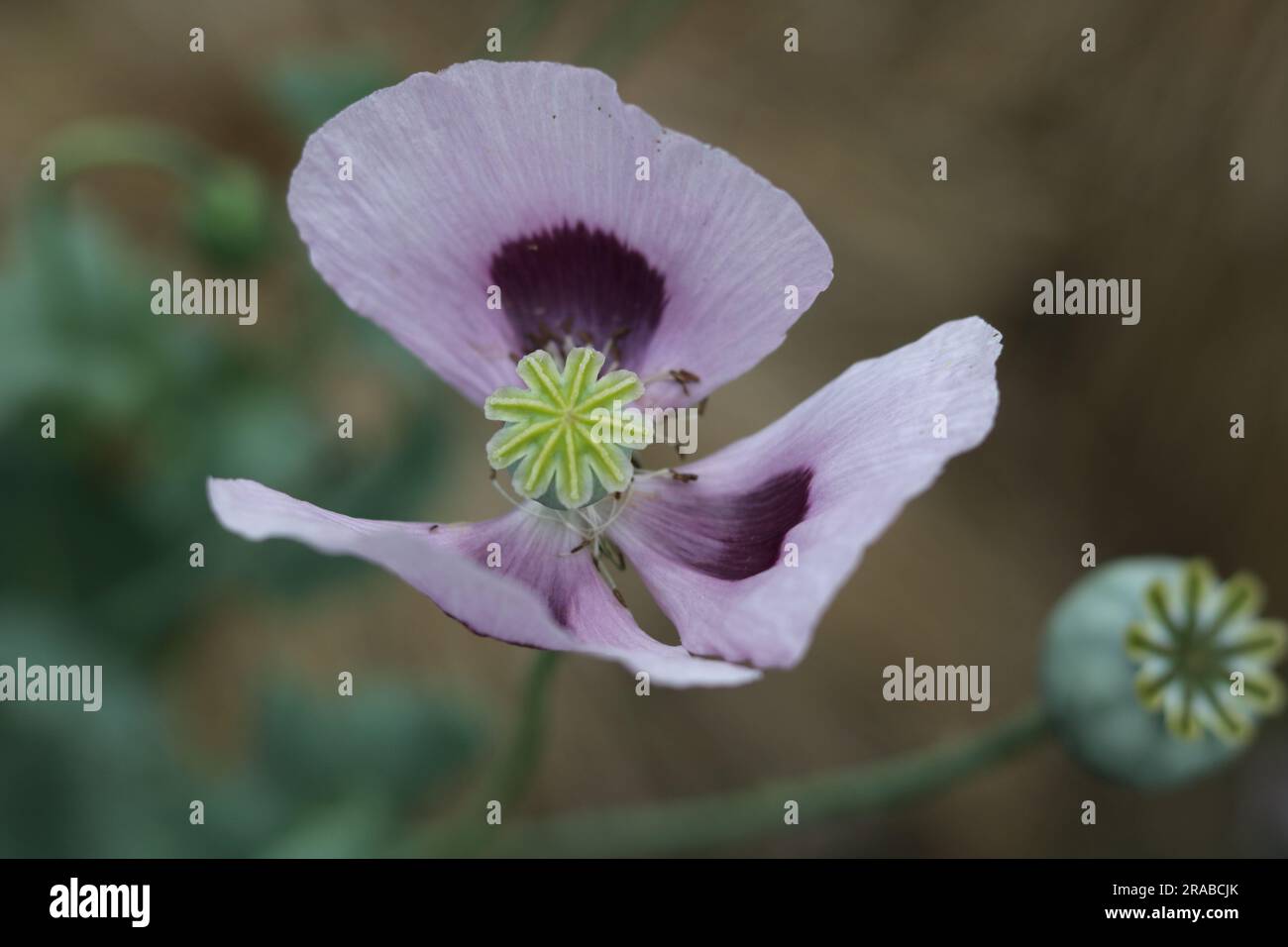 Close up of stamens and central part of soft pink poppy Stock Photo - Alamy