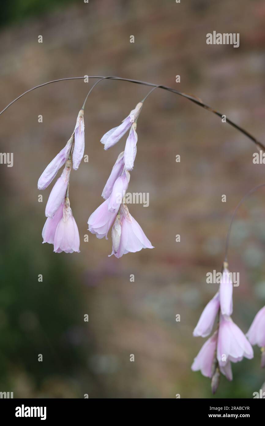 Angel's fishing rod flowers or dierama plant in walled garden Stock ...