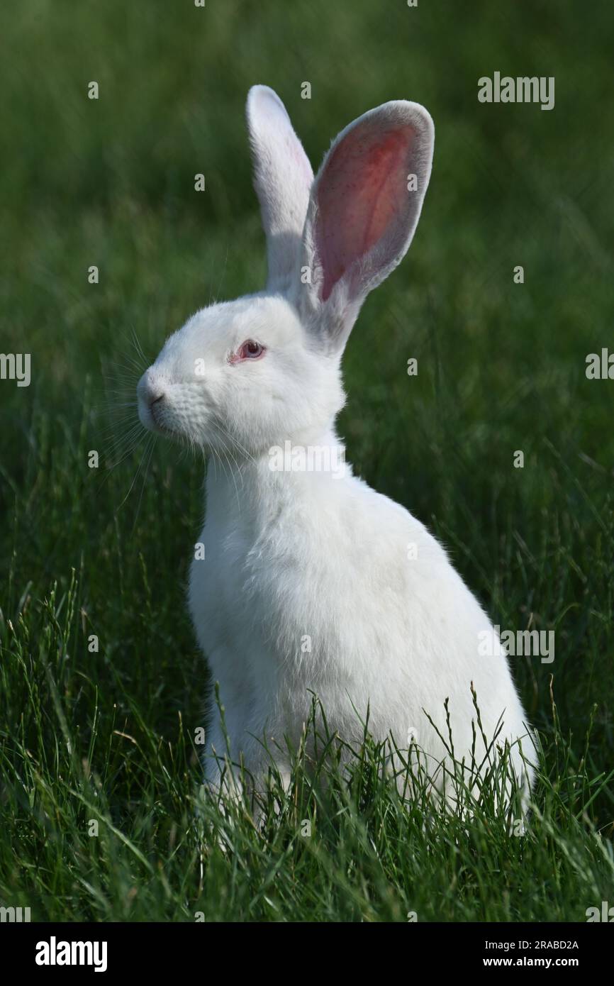 White rabbit sitting on green grass in vertical format Stock Photo - Alamy