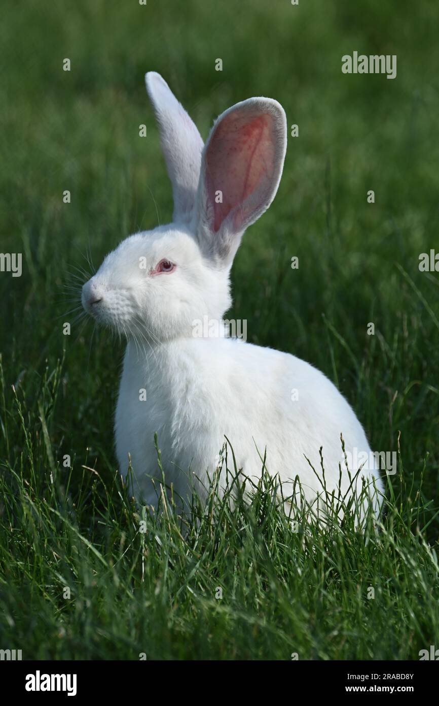 White rabbit sitting on green grass in vertical format Stock Photo - Alamy