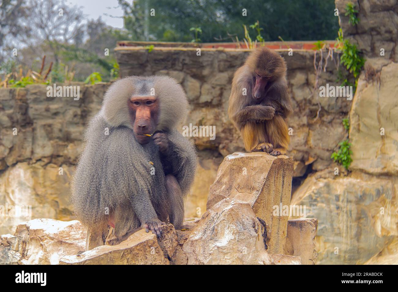 The Hamadryas Baboon: A Primate Species in a Zoo Stock Photo - Alamy