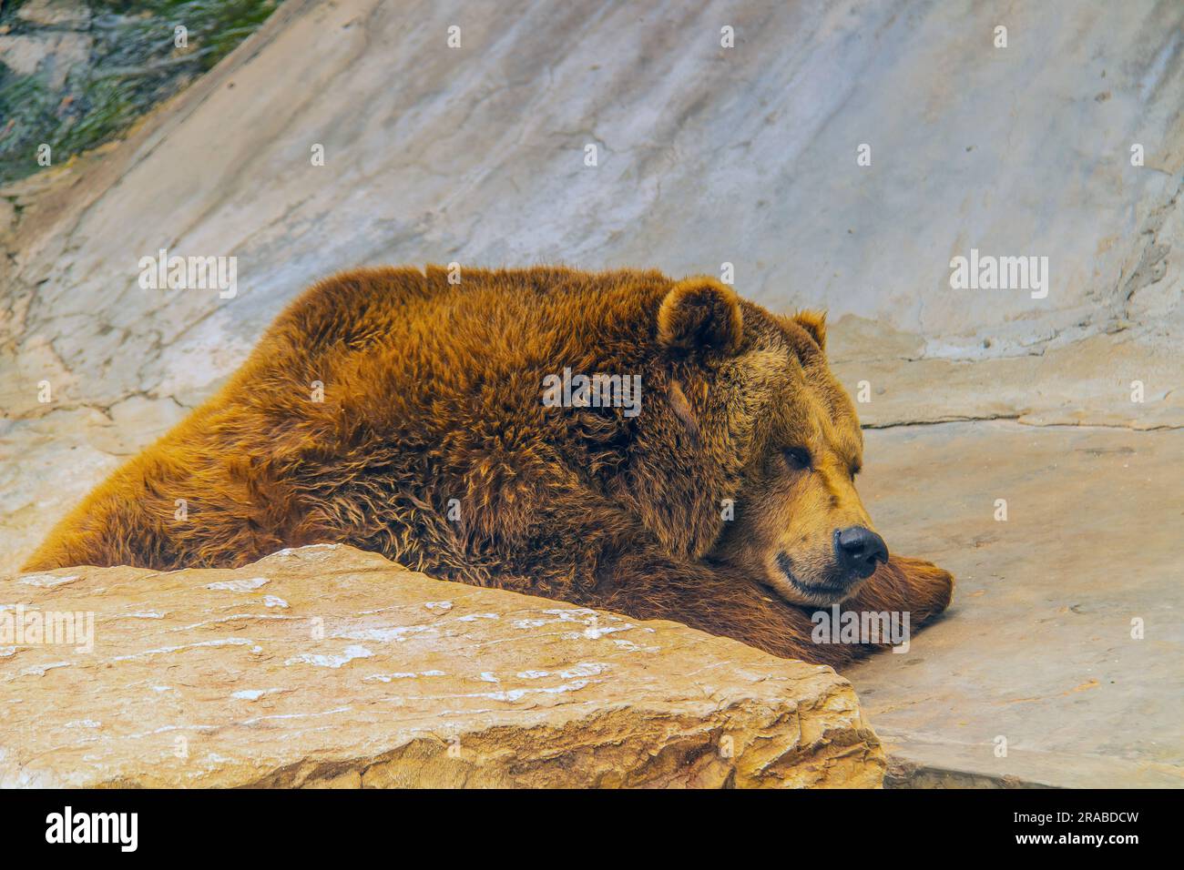 Graceful Power: The Majestic Grizzly Bear Stock Photo - Alamy