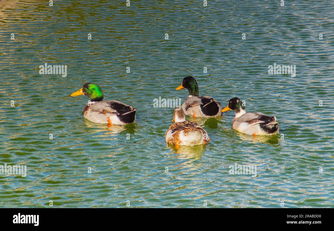Domestic Ducks gracefully navigating through the water Stock Photo - Alamy
