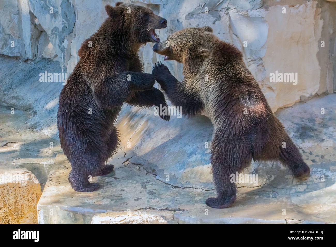 Grizzly bear population hi-res stock photography and images - Alamy