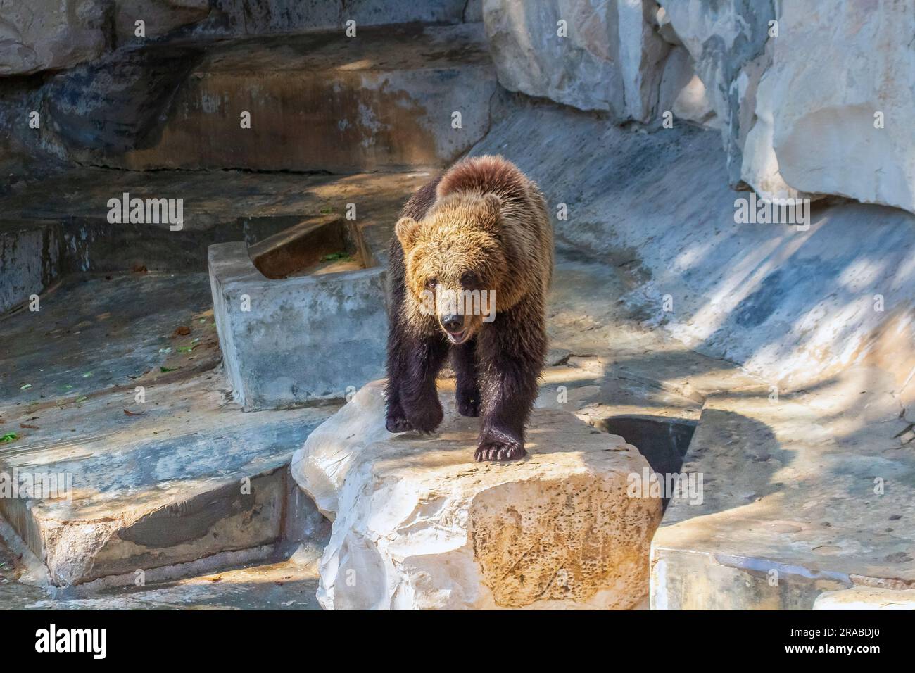 Grizzly Bear in the Zoo Stock Photo - Alamy