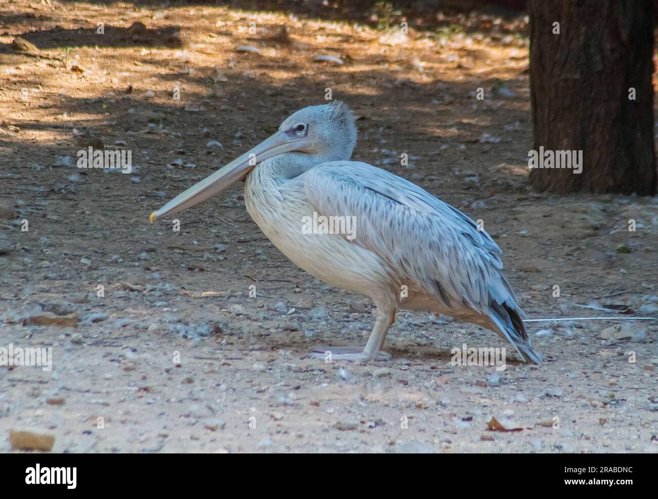 Pelican facts hi-res stock photography and images - Alamy