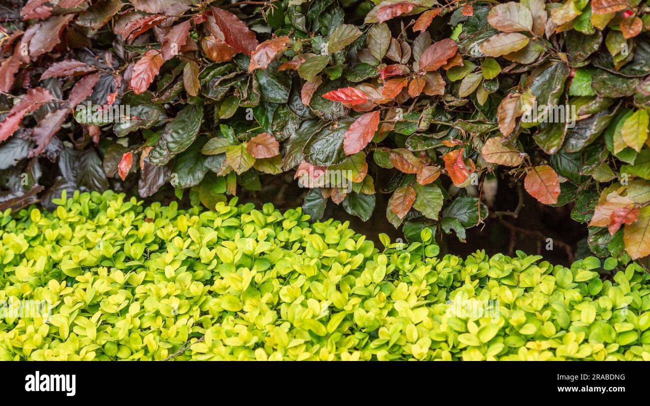 Contrast hedging. Copper Beech (Purple Beech. Fagus sylvatica 'Purpurea ...