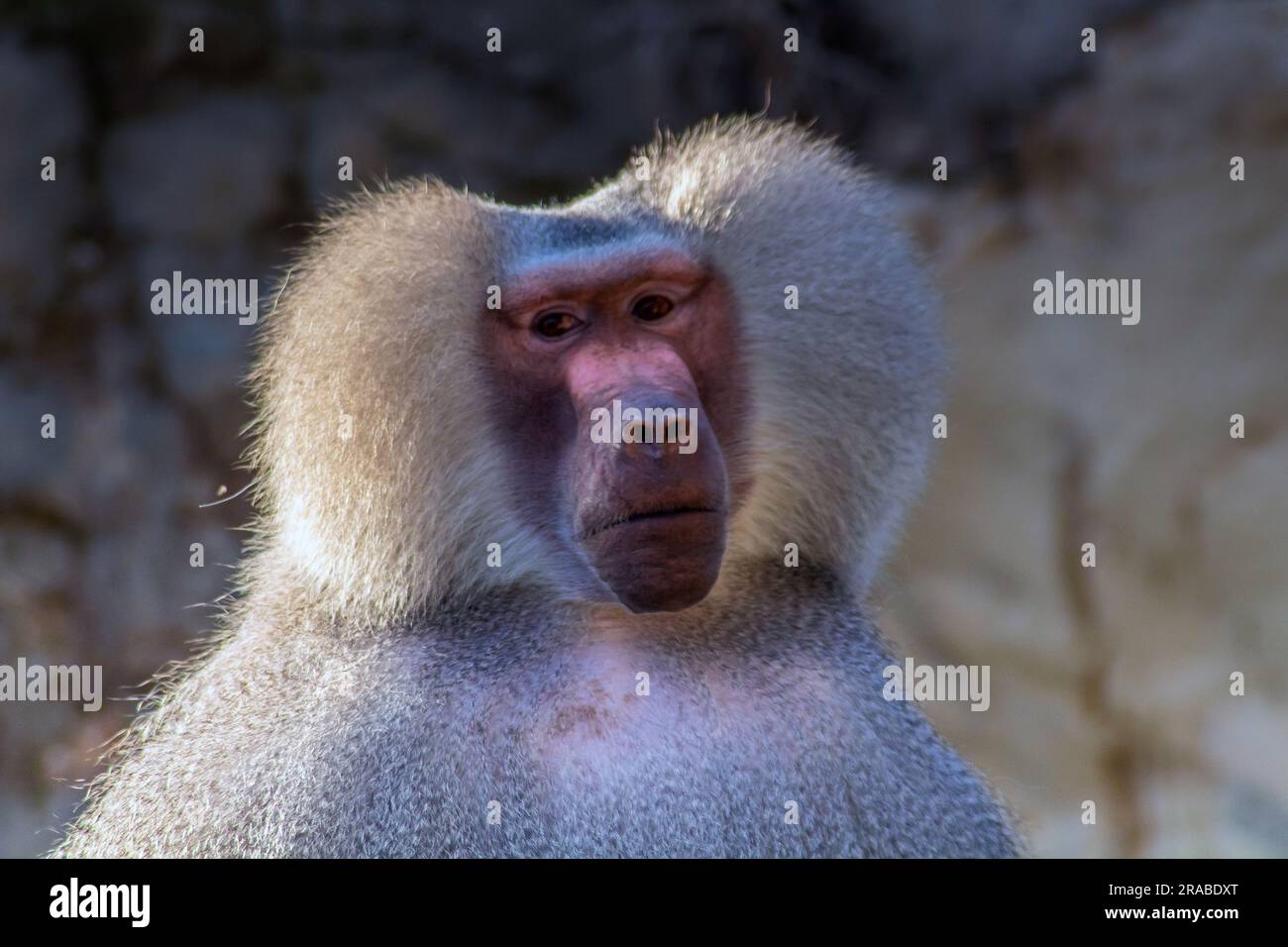 The Hamadryas Baboon: A Primate Species in a Zoo Stock Photo - Alamy