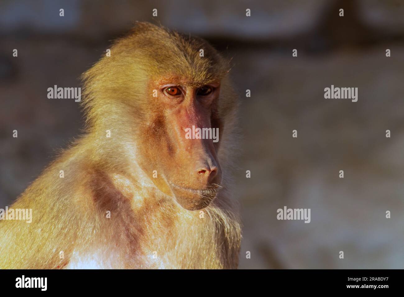 Baboon Portraits: Captivating Images of Primate Majesty Stock Photo - Alamy