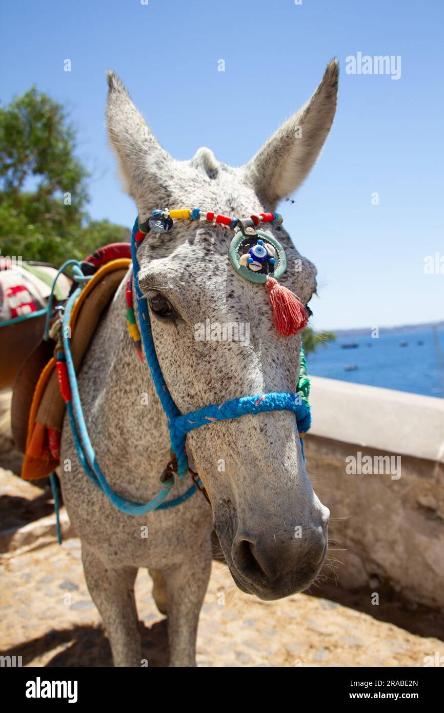 Esel europa hi-res stock photography and images - Alamy