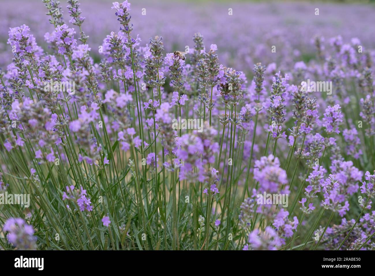 Field of lavender farm. Beautiful purple flowers Sustainable, regional ...