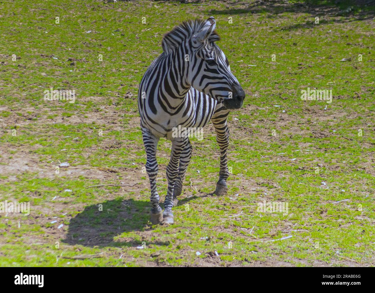 Zebridae hi-res stock photography and images - Alamy