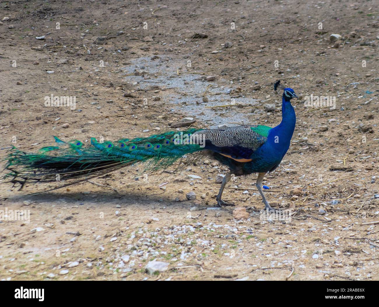 Peafowl habitat hi-res stock photography and images - Alamy