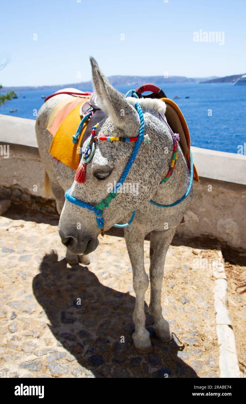 Esel europa hi-res stock photography and images - Alamy