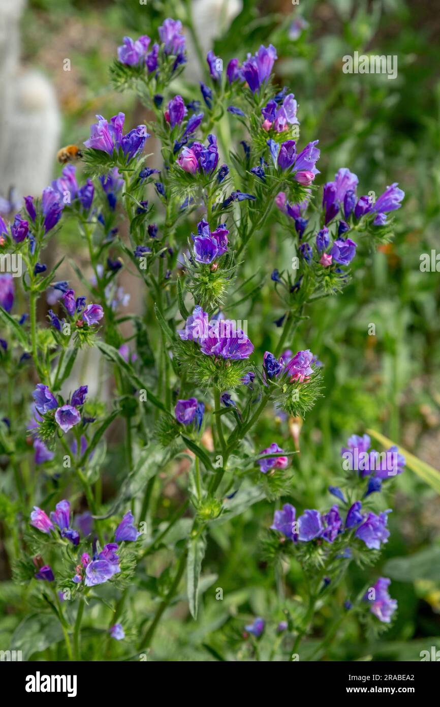 Viper's Bugloss, Echium Vulgare in full flower. The flowers attract ...