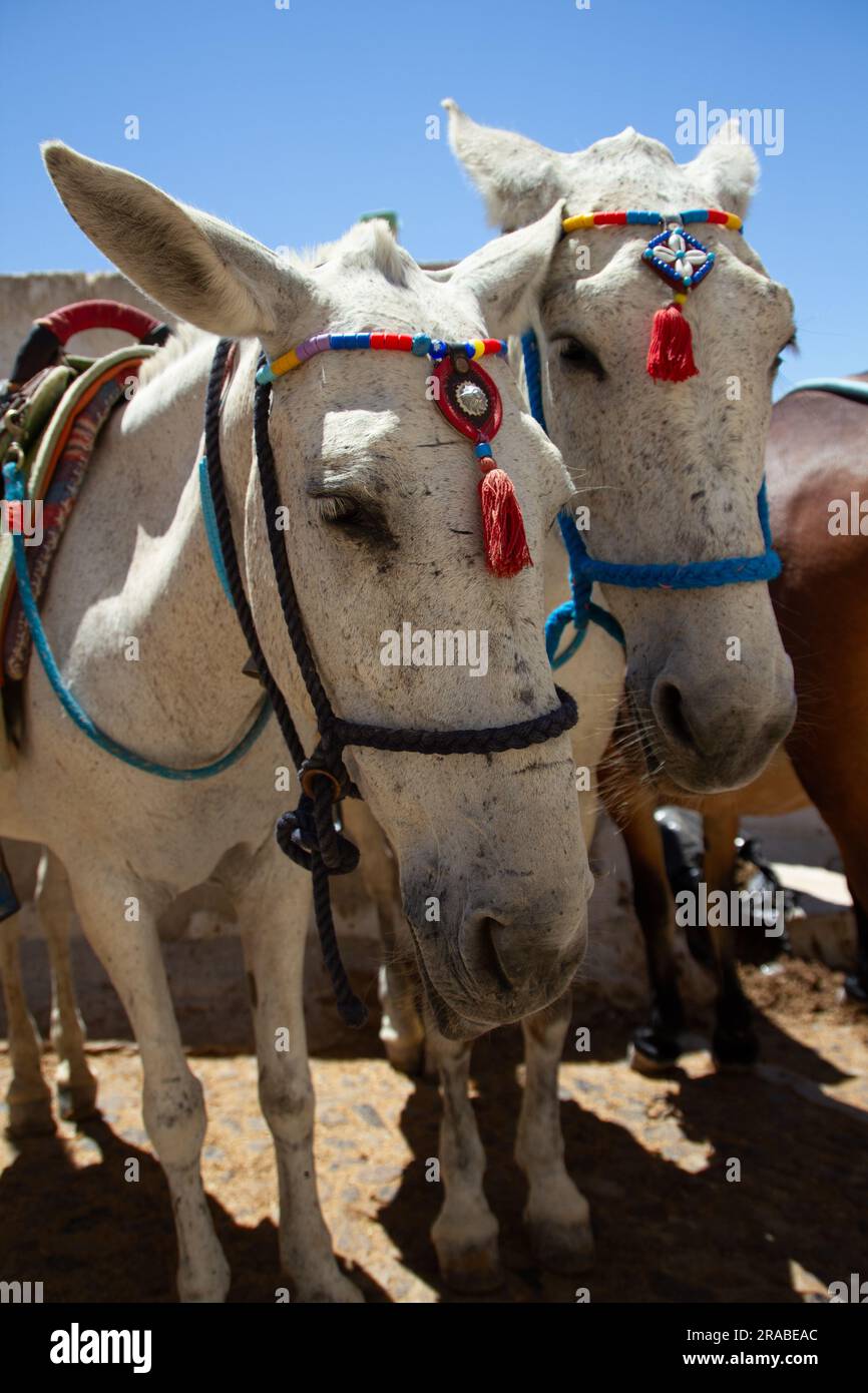 Esel europa hi-res stock photography and images - Alamy