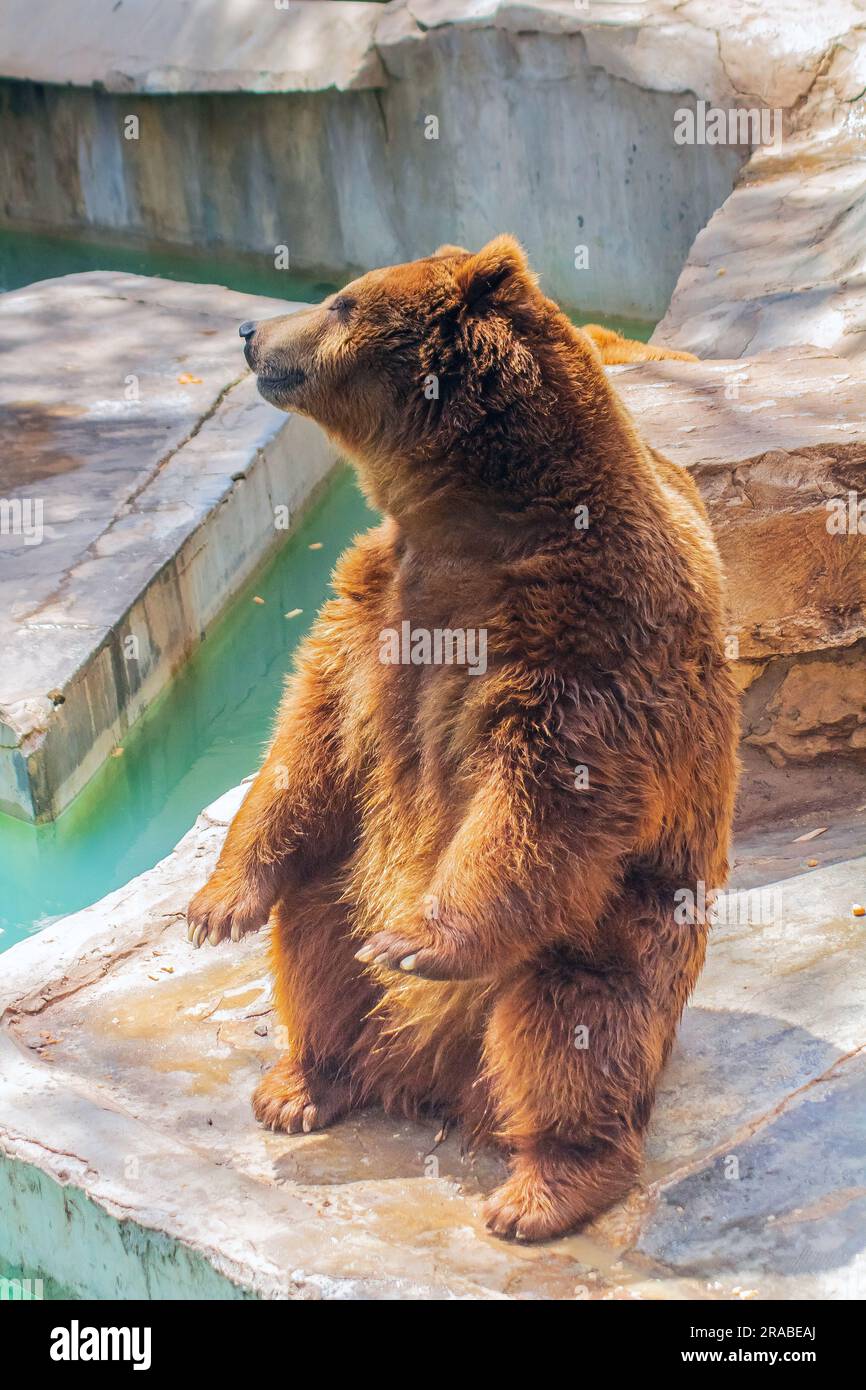 Grizzly Bear in the Zoo Stock Photo - Alamy
