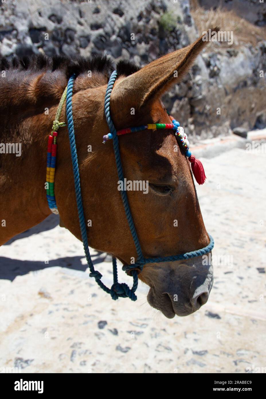 Santorini esel esel hi-res stock photography and images - Alamy