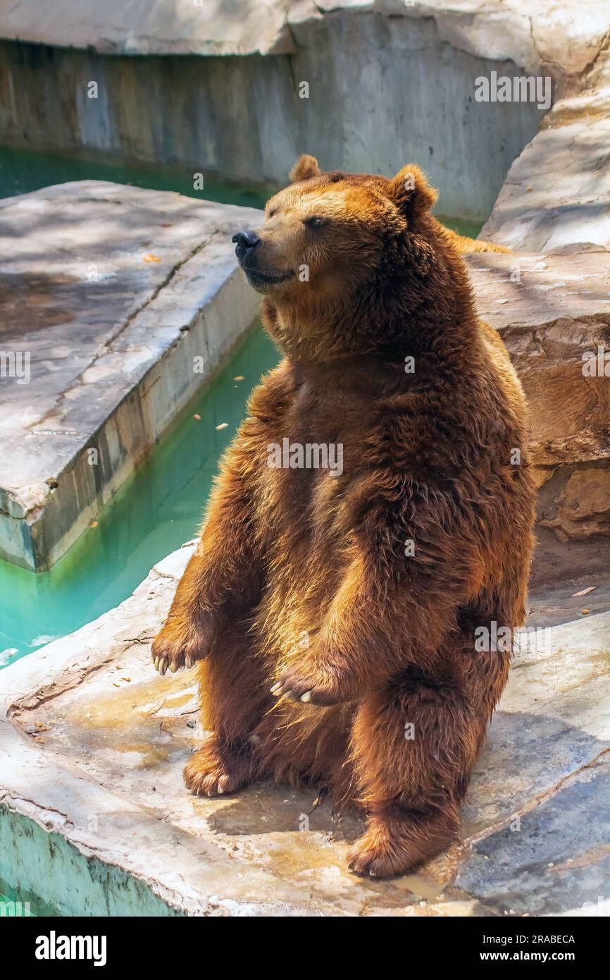 Grizzly Bear in the Zoo Stock Photo - Alamy