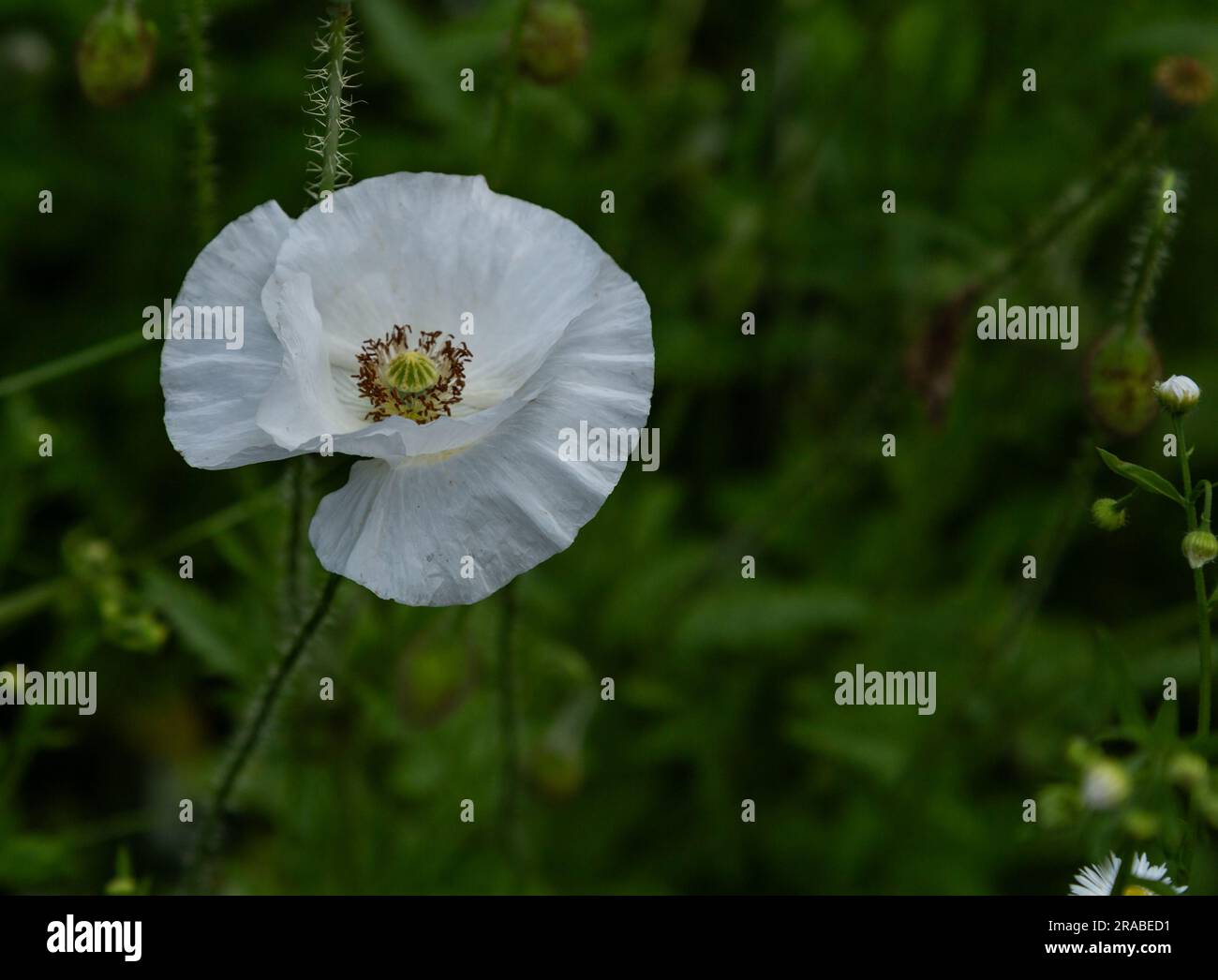White poppy hi-res stock photography and images - Alamy