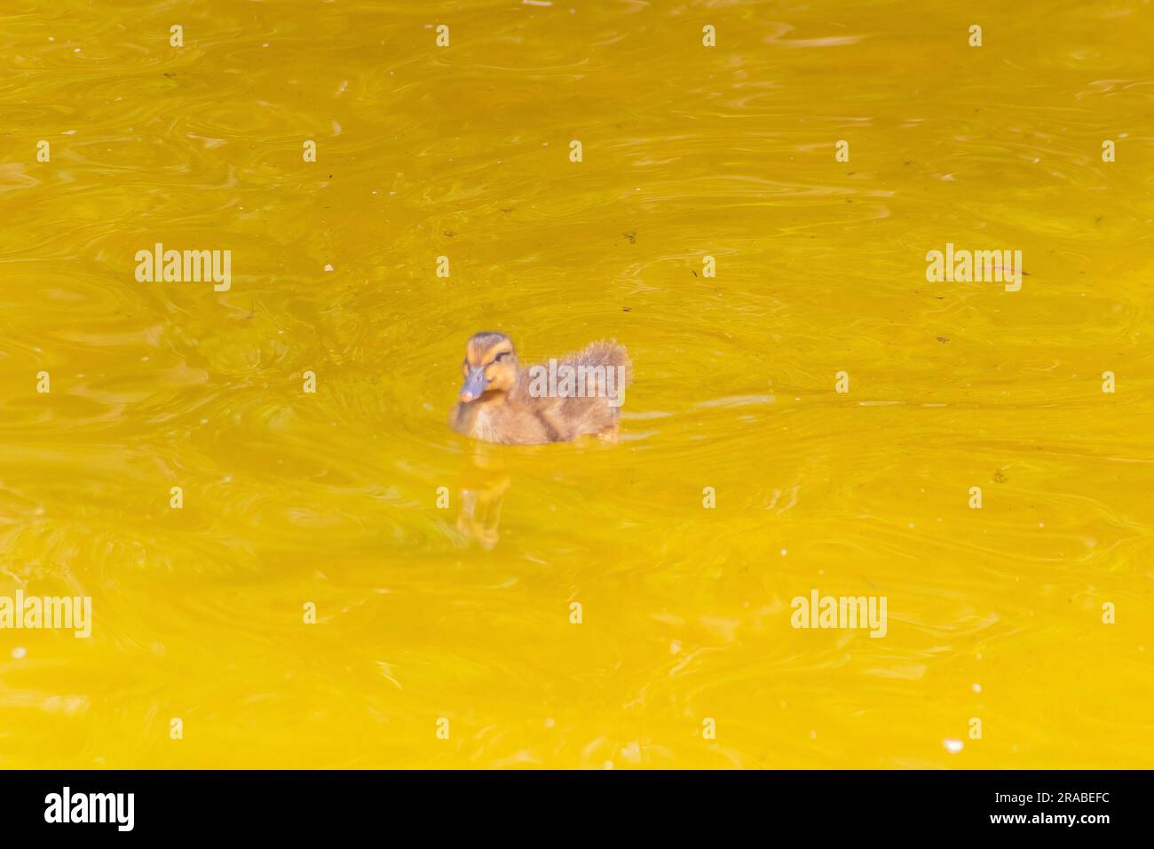 Domestic Duck Gliding Through the Water Stock Photo - Alamy