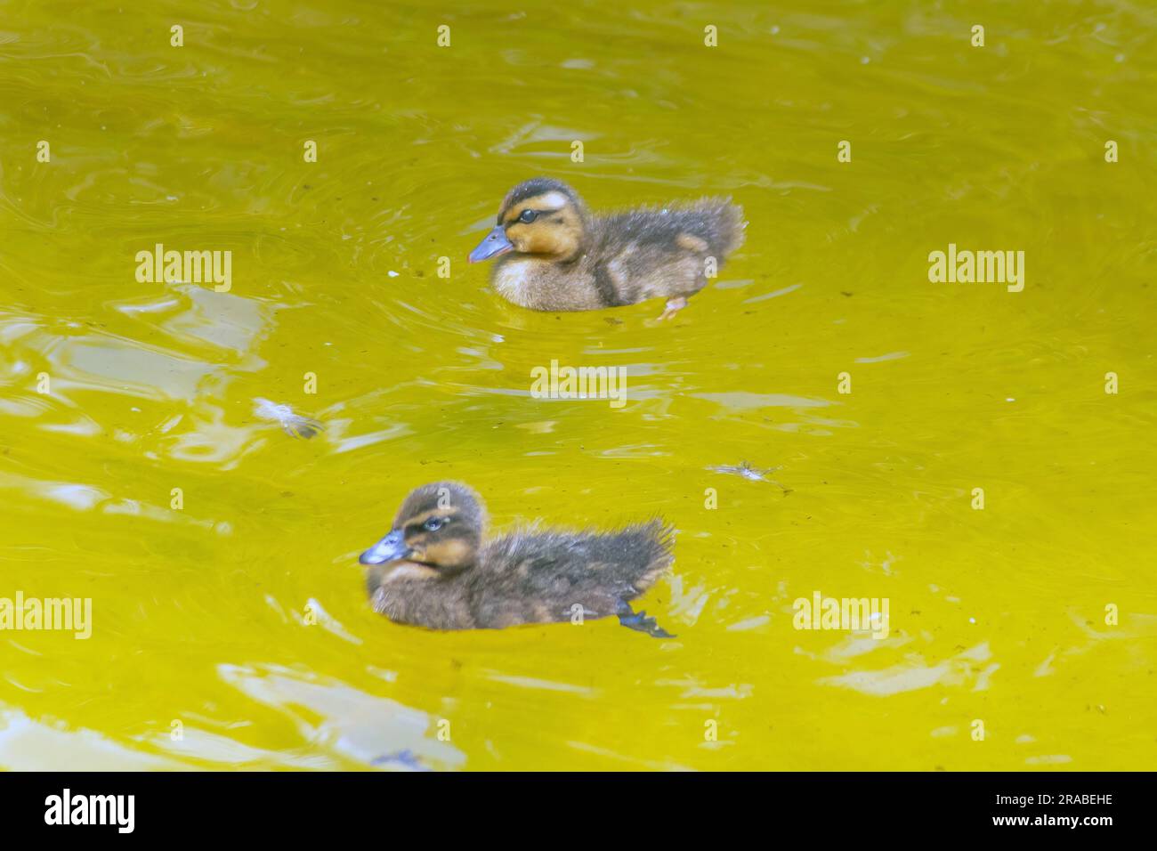 Duck companionship hi-res stock photography and images - Alamy