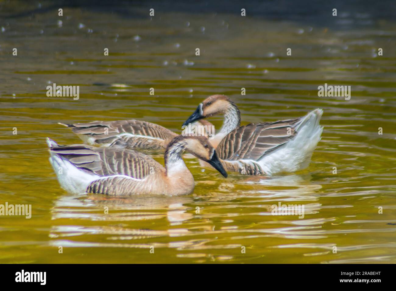 Chinese Goose Gliding Through the Water Stock Photo - Alamy
