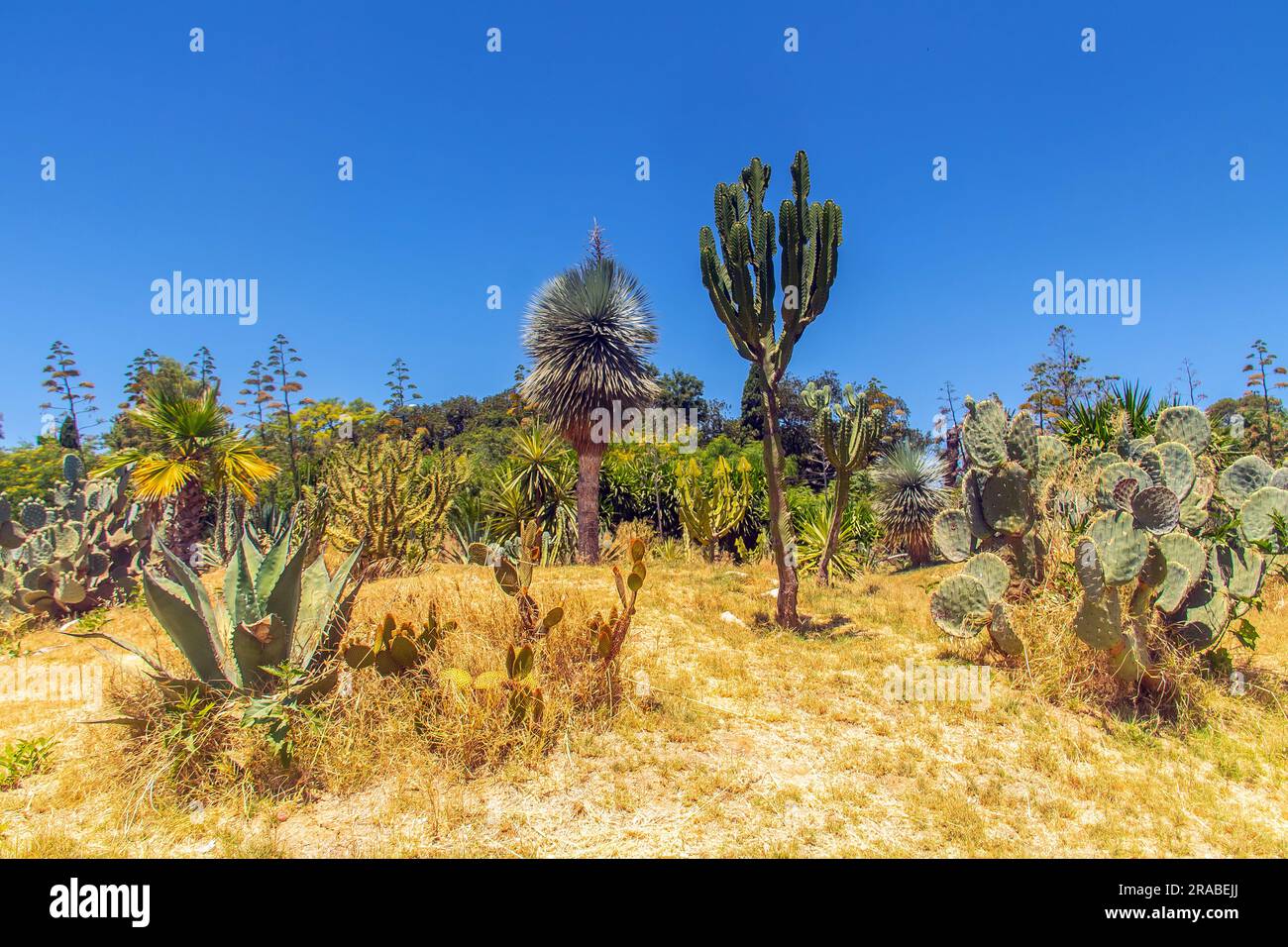 The Park's Lush Greenery and Trees Stock Photo - Alamy