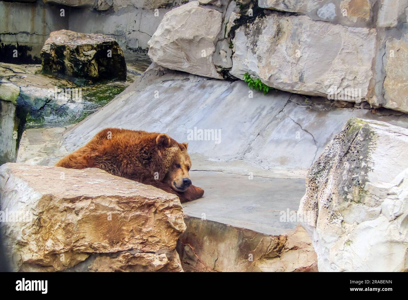 Bear habitat observation hi-res stock photography and images - Alamy