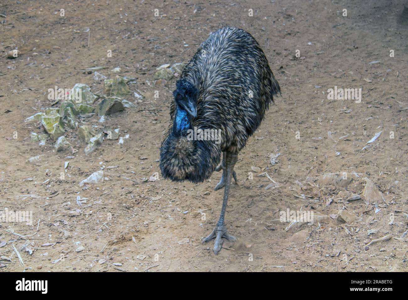 Kangaroo island emu hi-res stock photography and images - Alamy