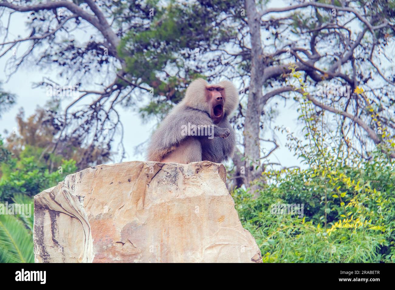 The Hamadryas Baboon: A Primate Species in a Zoo Stock Photo - Alamy