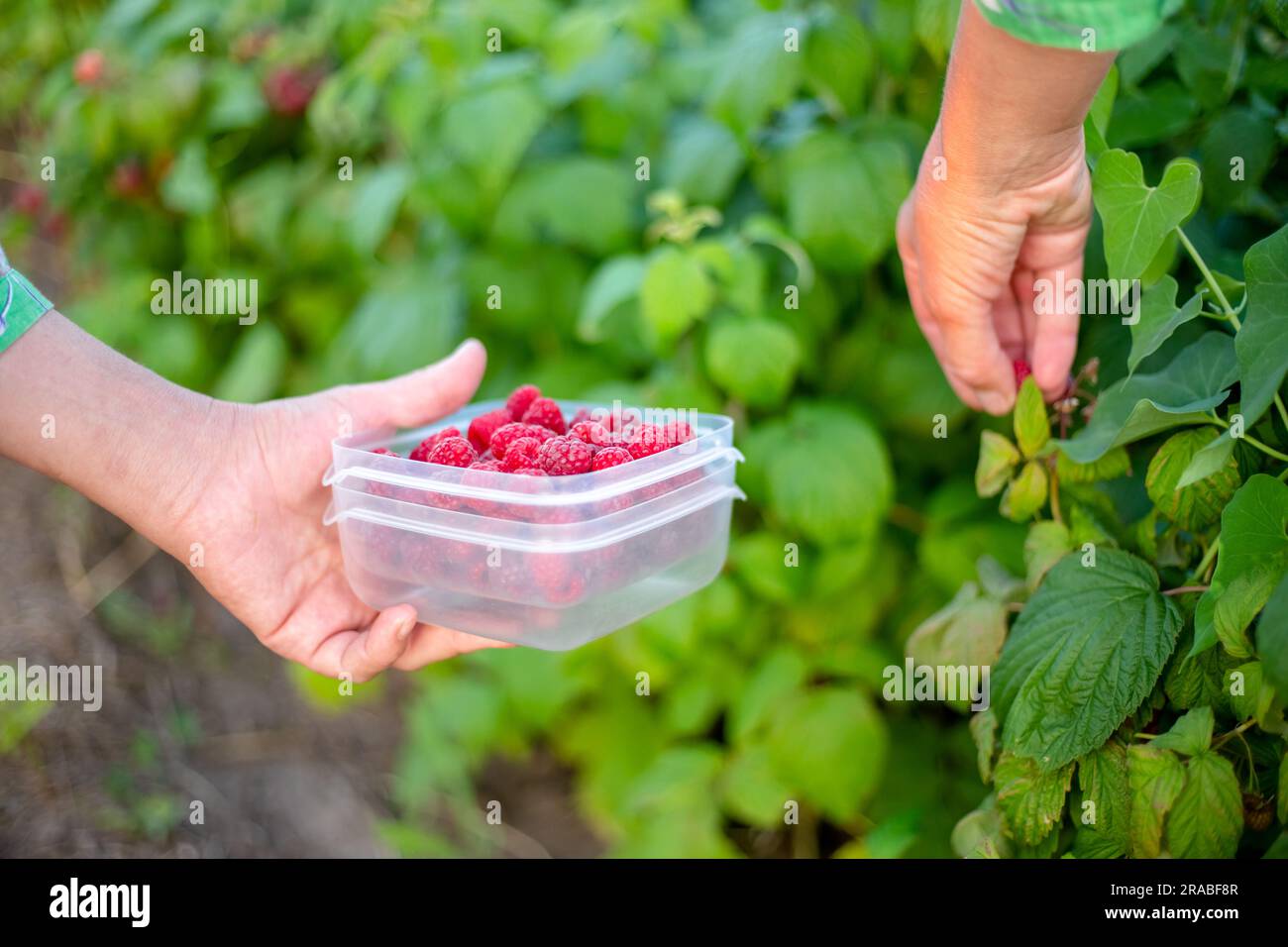 On a summer afternoon, a farmer gathers ripe raspberries into a ...