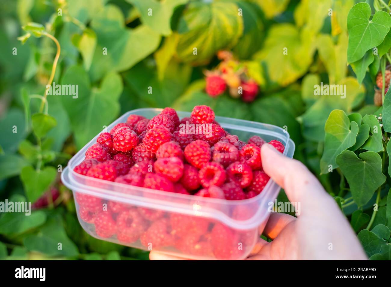 harvesting ripe red raspberries. The farmer puts the berries in a box ...