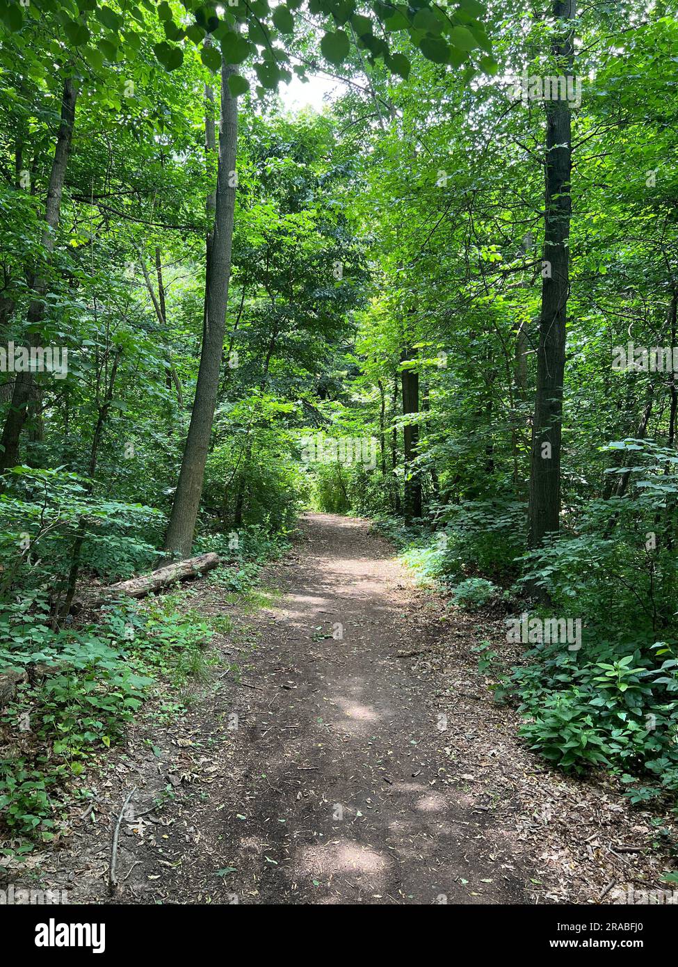 Brooklyn forest hi-res stock photography and images - Alamy