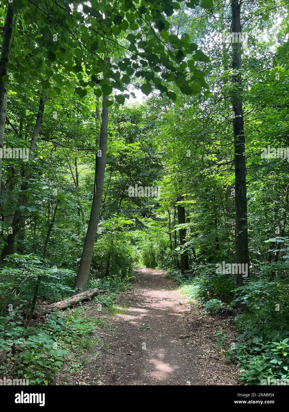 Brooklyn forest hi-res stock photography and images - Alamy