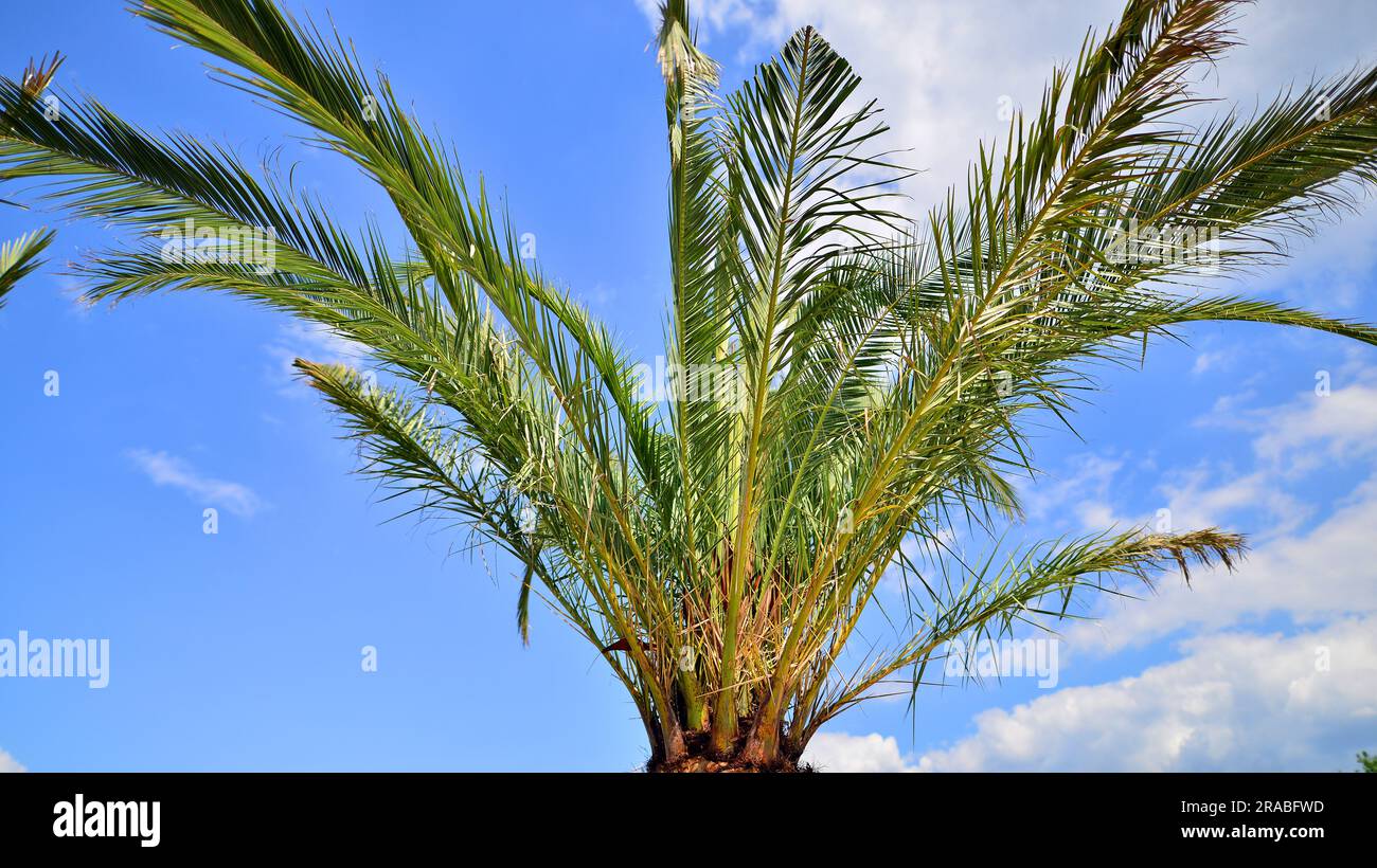 Palms tree with green branches against cloudless blue sky. Coconut tree ...