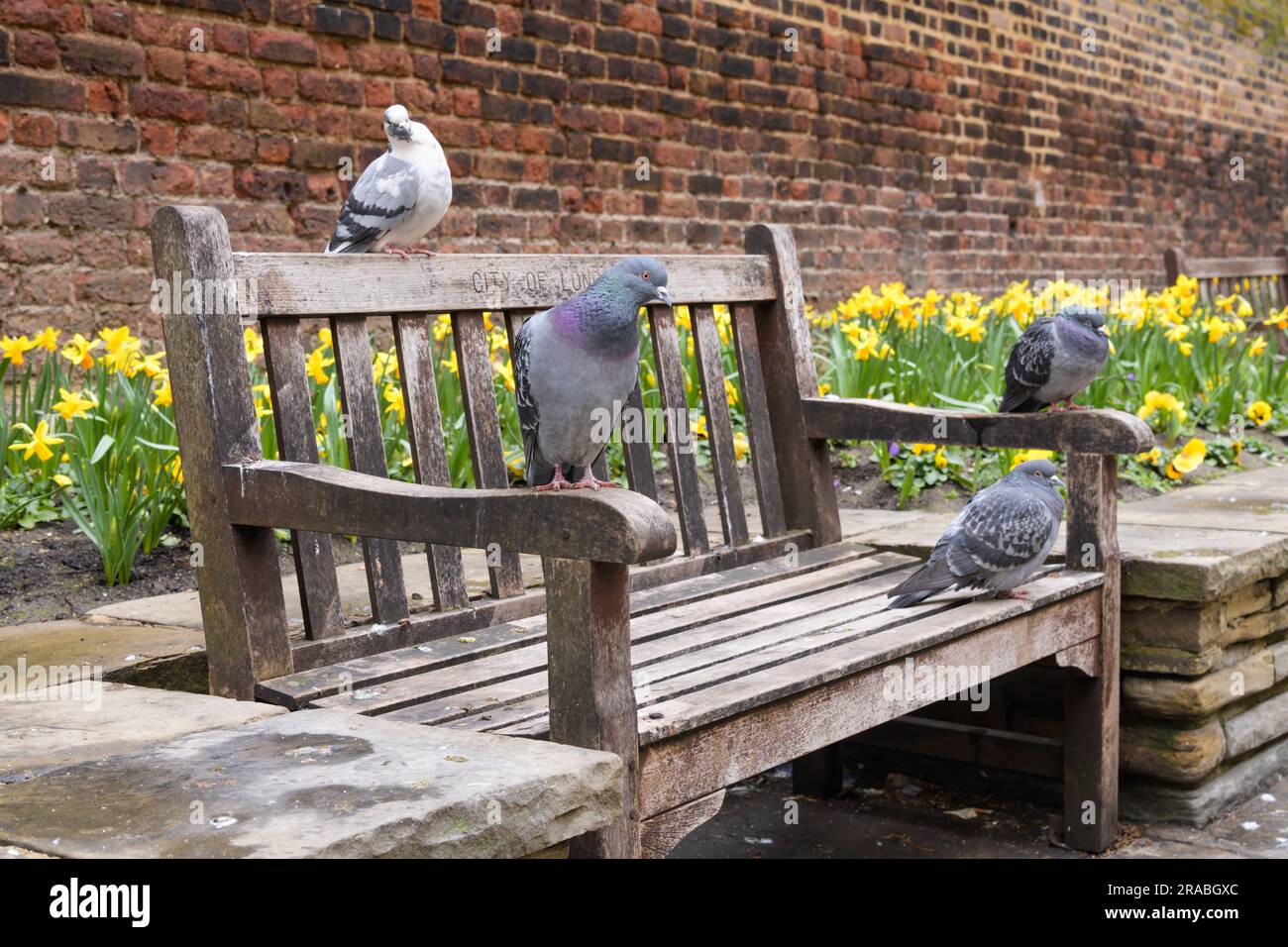 Four pigeons on a bench seat in City of London with spring daffodils ...
