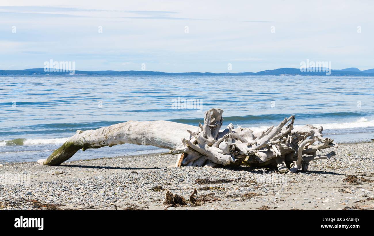 Windswept bleached log on pebble beach with blue sea water and horizon ...