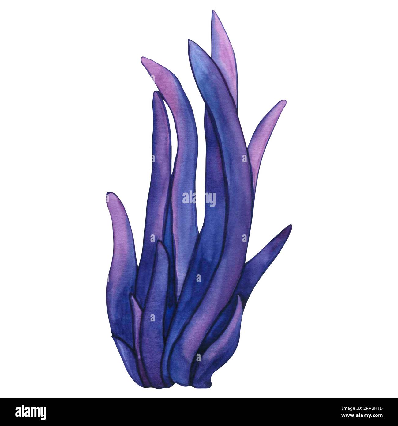 Watercolor violet seaweed. Sea plant isolated on white background. Hand ...