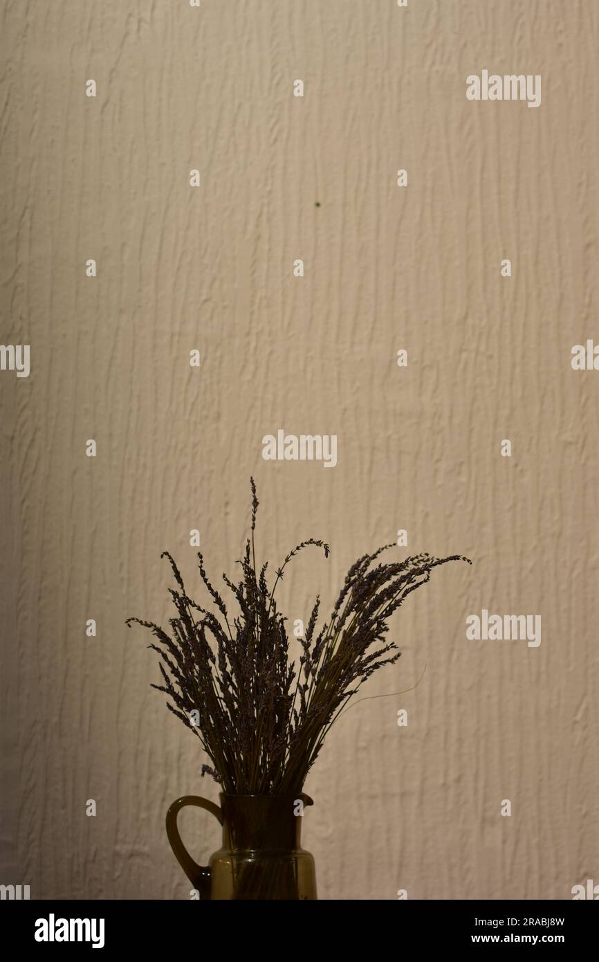 lavender branches in a vase on a white wall Stock Photo - Alamy