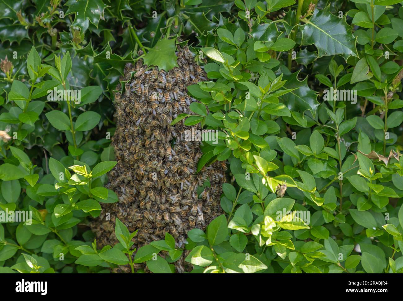 A swarm of bees on a hedge of privet and holly Stock Photo - Alamy