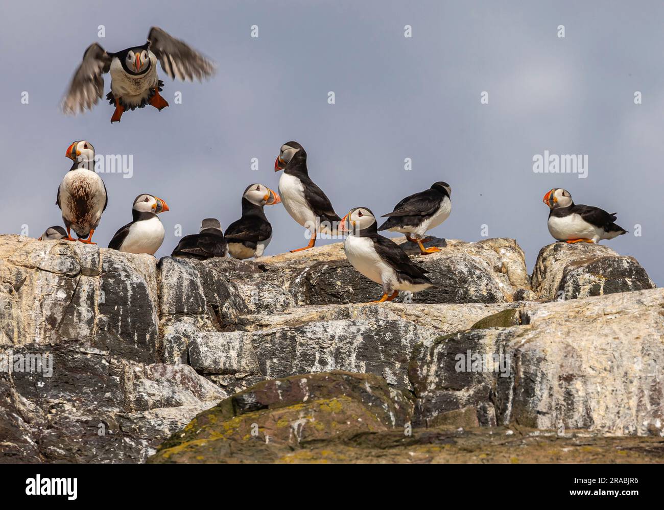 Colony of Puffin birds with one coming in to land Stock Photo - Alamy