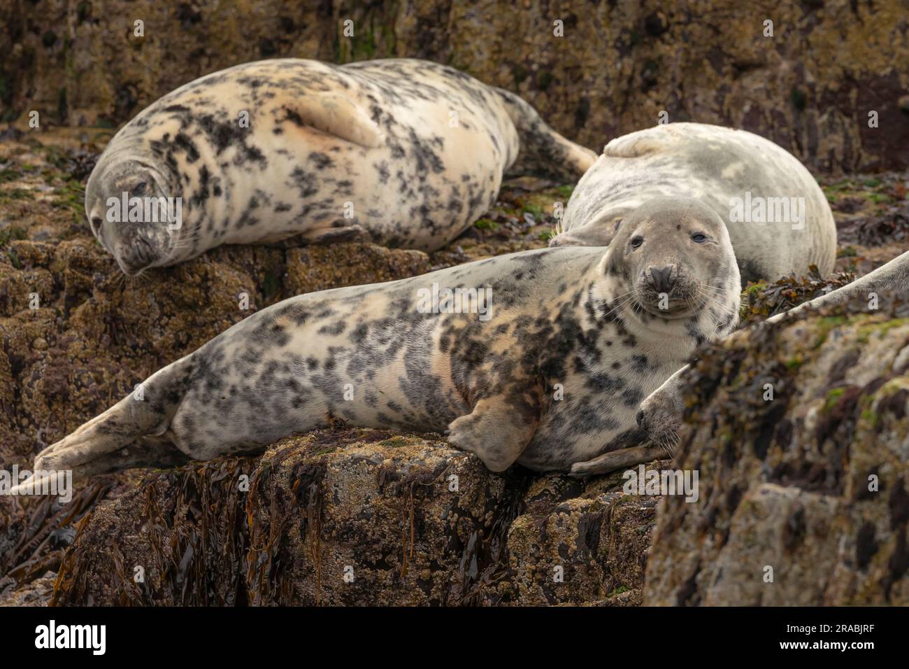 Female seal looking across at the photographer lying on the rocks Stock ...