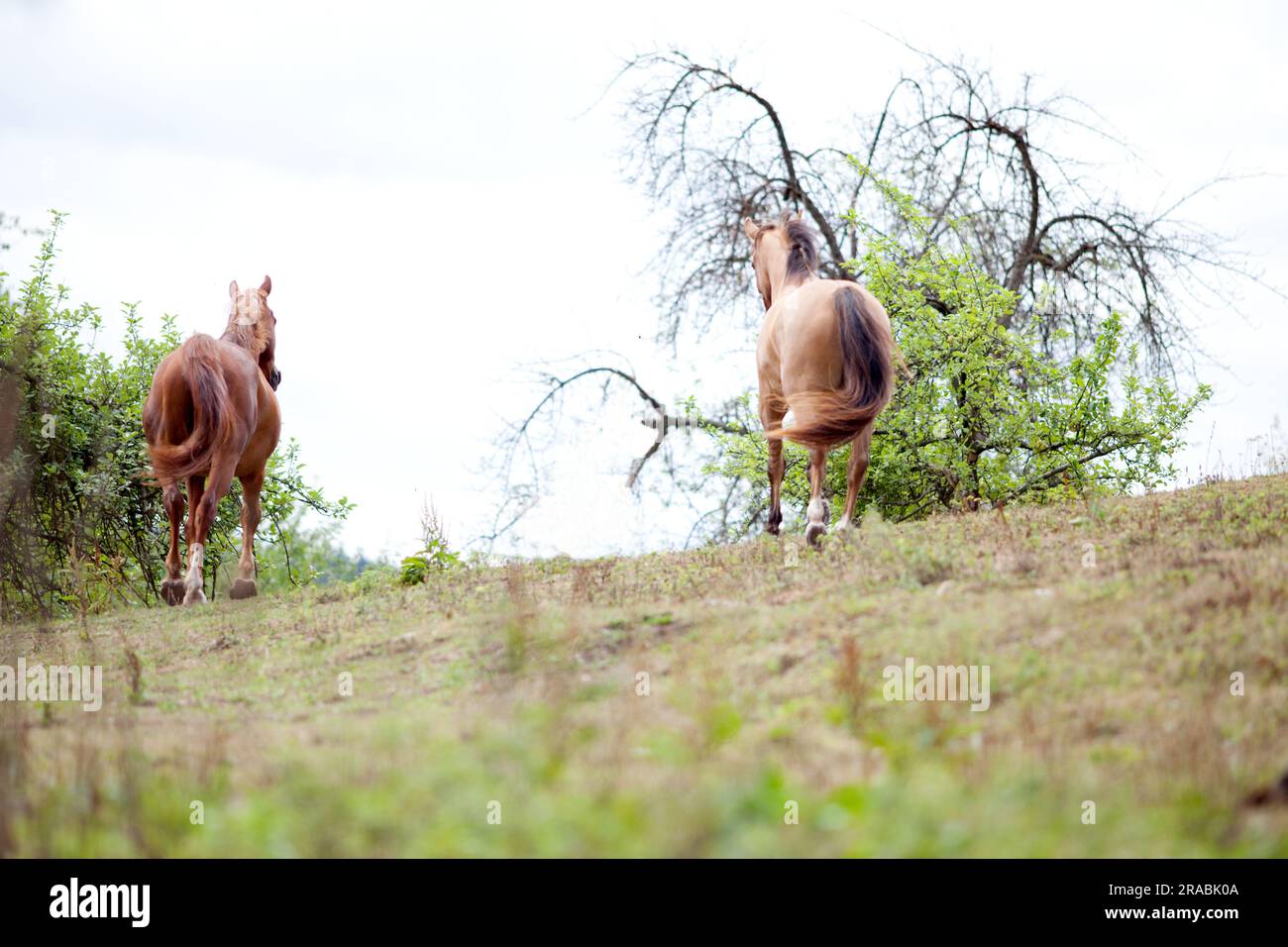 Flight the race horse hi-res stock photography and images - Alamy