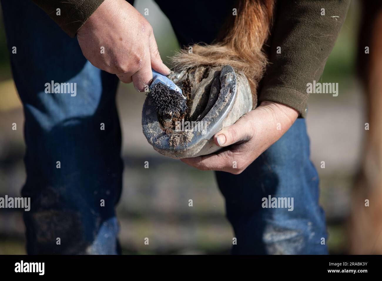 horse hoof cleaning and scrape out hooves Stock Photo - Alamy