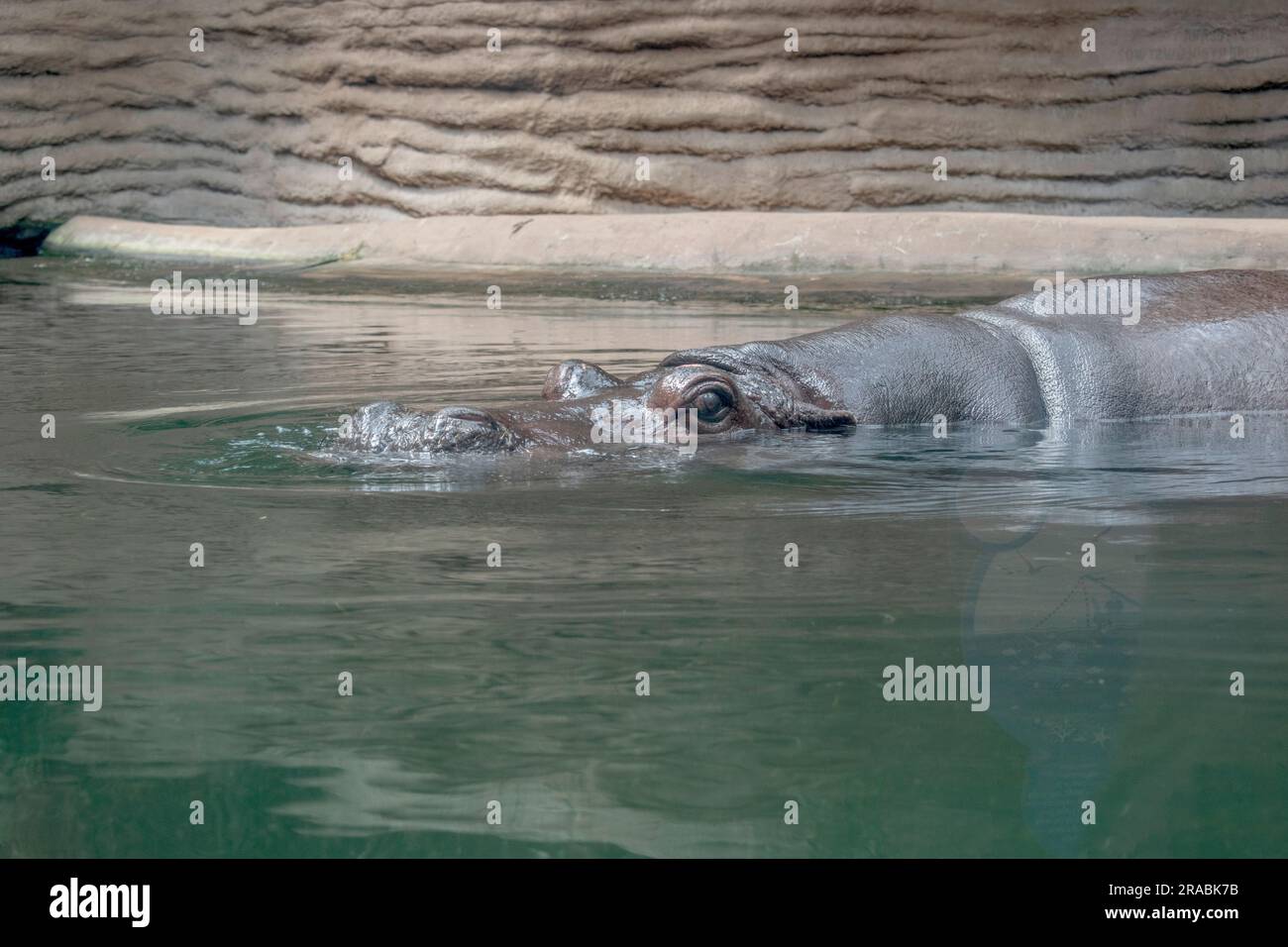 A joyful hippopotamus enjoys a swim in the pool, creating playful ...